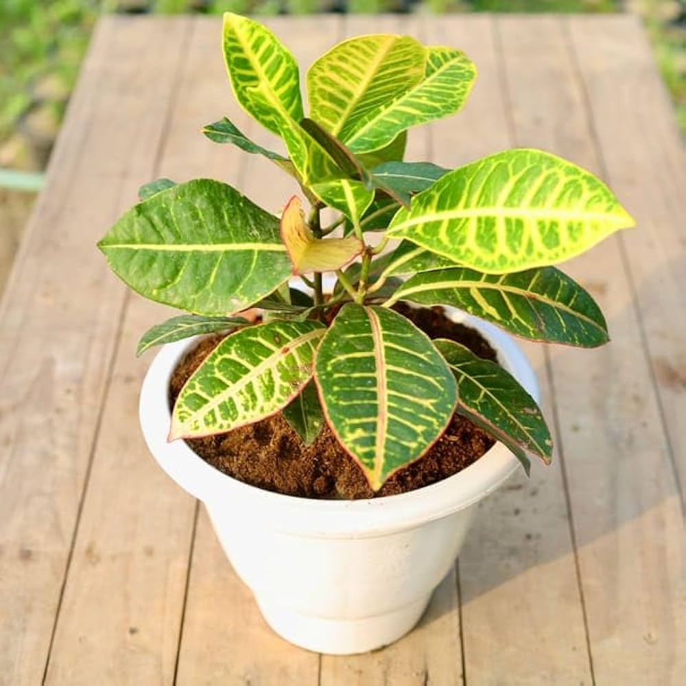 Croton Petra Plant 10 inch – Prakriti Nursery